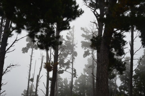 Irma Bašić – Momentaufnahmen | Phonk. Magazin